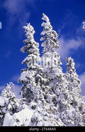 Hurricane Ridge winter forest, Olympic National Park, Washington Stock ...