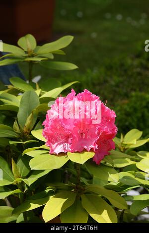 Rhododendron flowers (Rhododendron Homer), pink flowers in a garden ...
