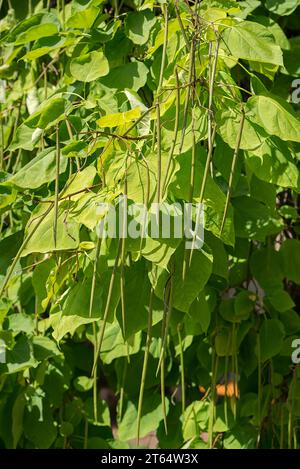 Southern catalpa (Catalpa bignonioides) with fruits, Bavaria, Germany ...