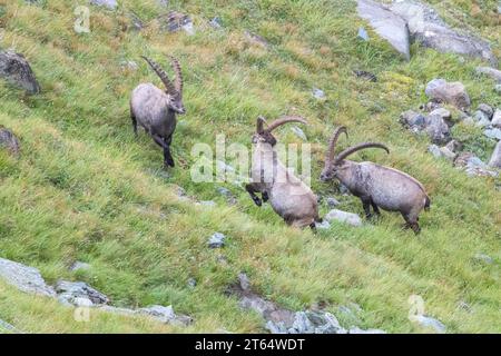 Alpine ibex (Capra hircus ibex) Austria Stock Photo - Alamy