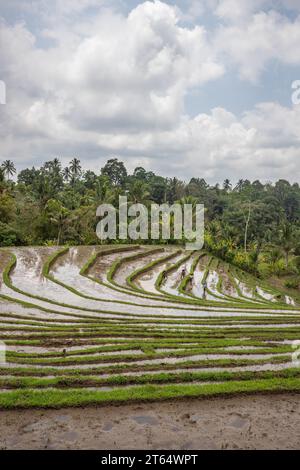 The magical rice terraces in the evening, here you can see the unique ...