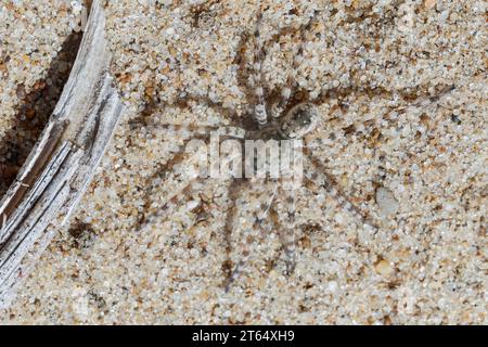 Sand-Wolfsspinne, Sand-Wolfspinne, Sandwolfsspinne, Sandwolfspinne ...