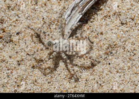 Sand-Wolfsspinne, Sand-Wolfspinne, Sandwolfsspinne, Sandwolfspinne ...