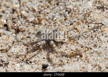 Sand-Wolfsspinne, Sand-Wolfspinne, Sandwolfsspinne, Sandwolfspinne ...