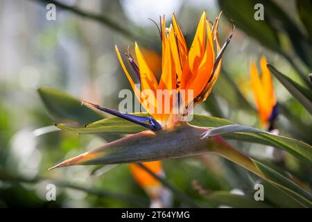Strelitzia (Strelizia), Royal Botanic Gardens (Kew Gardens), England ...