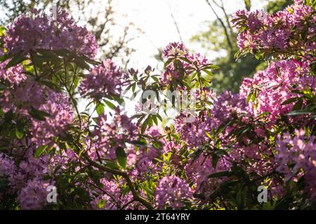 Rhododendron flowers (Rhododendron Homer), Royal Botanic Gardens, Kew ...
