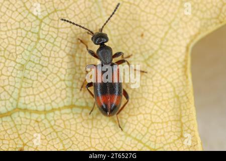 Small Ant Beetle (Anthicus antherinus), Anthicidae Stock Photo - Alamy