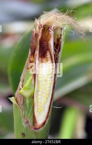 Bacterial Stalk Rot of Corn, maize disease caused by bacteria of the ...