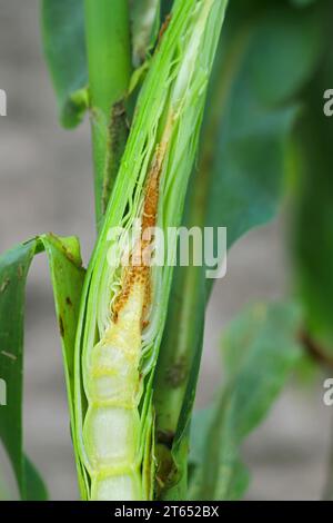 Bacterial Stalk Rot of Corn, maize disease caused by bacteria of the ...