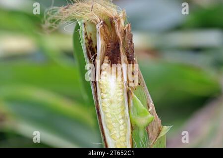 Bacterial Stalk Rot of Corn, maize disease caused by bacteria of the ...