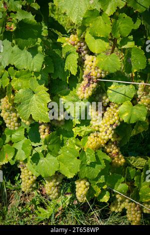 Alsatian Vineyard. View details of vines and bunches of grapes along ...