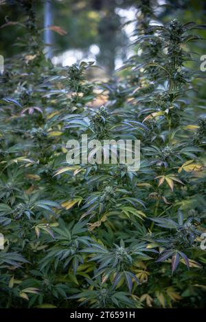 Flowering Medical Marijuana or CBD Cannabis Plant with Buds on Pink ...
