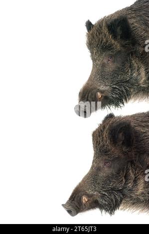 two wild boar isolated on white background Stock Photo - Alamy