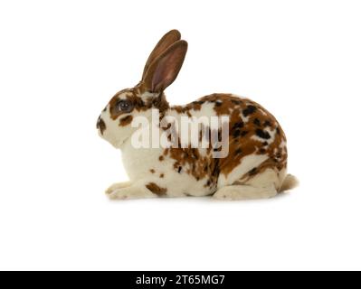 Cute little rex black rabbit isolated on white background Stock Photo ...
