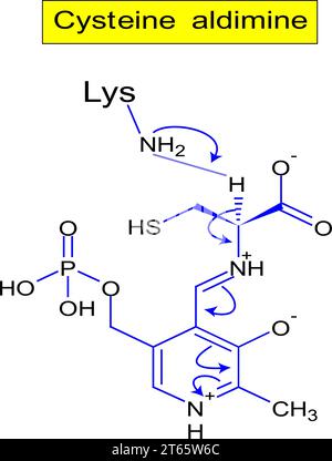 The amino acid Cysteine. Chemical molecular formula Cysteine amino acid ...