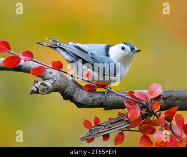 White-Breasted Nuthatch in Autumn Stock Photo - Alamy