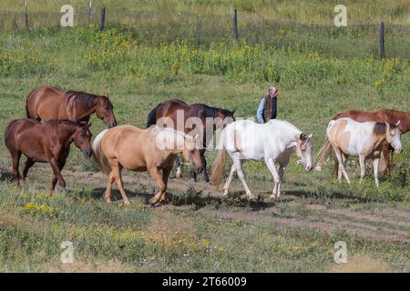 Old cowboy turning horses out to pasture at Terry Bison Ranch near ...