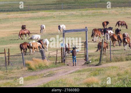 Old cowboy turning horses out to pasture at Terry Bison Ranch near ...
