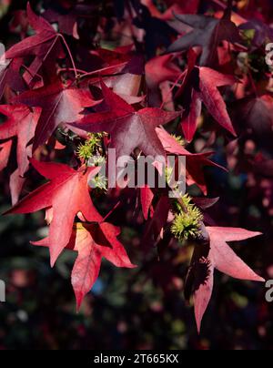 Green Sweet gum tree seed pod from Liquid amber styraciflua, commonly ...