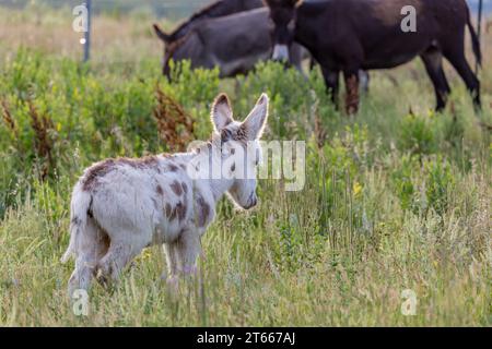 Feral donkey foal (Equus africanus) standing next to its mother in a ...