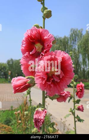 hollyhock (Althaea rosea), on a farm in Cassubia, Poland, Cassubia ...