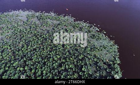 Aerial photographs, lotus-blooming ponds Stock Photo - Alamy