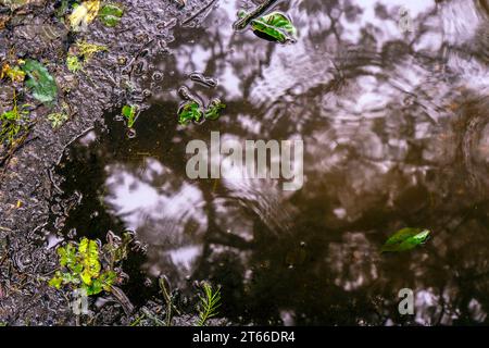 Nature concept background wallpaper of puddle Stock Photo - Alamy