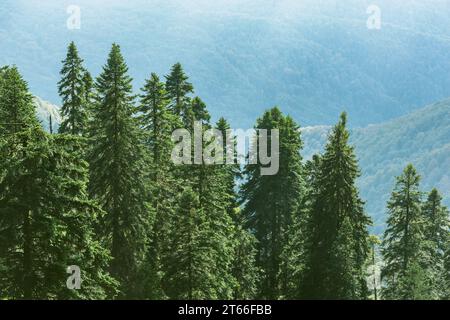 Spruce trees on the mountain cliffs Stock Photo - Alamy
