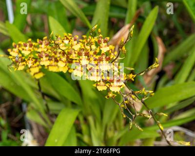Orchid Flowers. Dark red Oncidium Stock Photo - Alamy