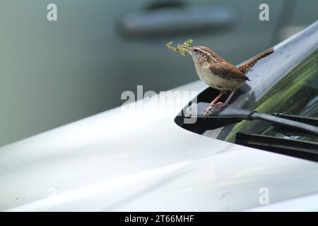 A Bewick's wren building a nest under the hood of a vehicle in Virginia ...