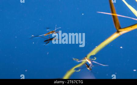 Predatory insects. Common pond skater (Gerris lacustris) social ...