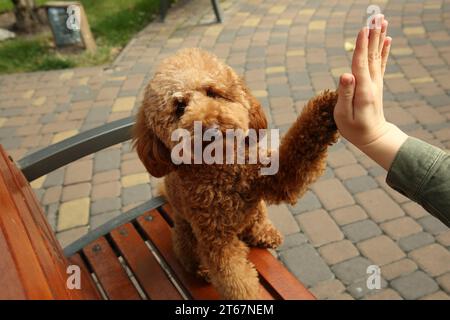 Cute Maltipoo dog giving high five to woman outdoors, closeup, concept ...