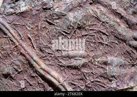 Cruziana on the house wall of Monsagro (Salamanaca province). Cruziana ...