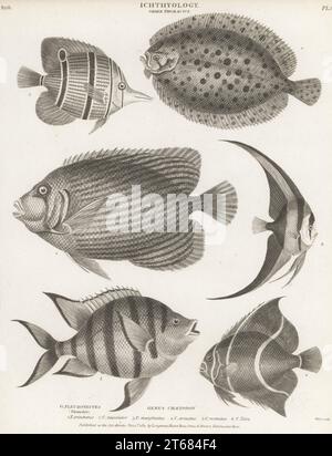 Illustration of the Common Topknot Fish Stock Photo - Alamy