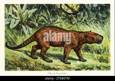 Pantolambda, an extinct genus of Paleocene pantodont mammal. Colour ...