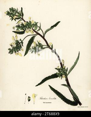Tall lousewort or swamp lousewort, Pedicularis lanceolata. Handcoloured ...