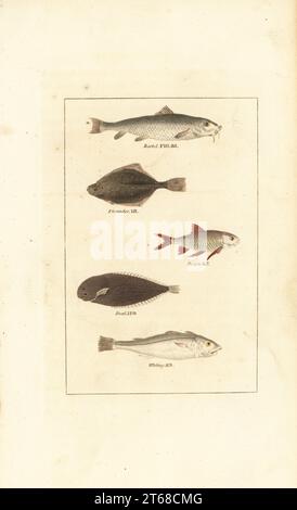 The fish - European flounder (Platichthys flesus). Antique stylized ...