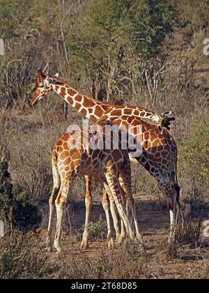3 young adult endangered reticulated giraffes (Giraffa camelopardalis ...