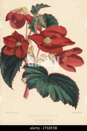 Begonia cultivar, Emperor. Hybrid of Begonia clarkii x Begonia chelsoni ...