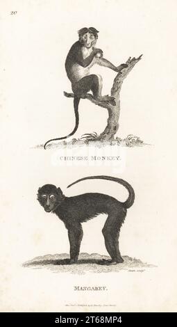 the bonnet monkey Macaca radiata macaque southern India diurnal animal ...