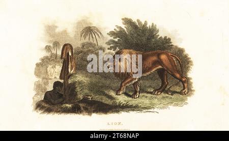 Lion hunting in South Africa, illustration Stock Photo - Alamy