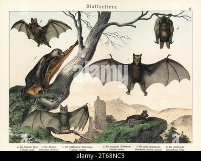 Common noctule, Nyctalus noctula Stock Photo - Alamy