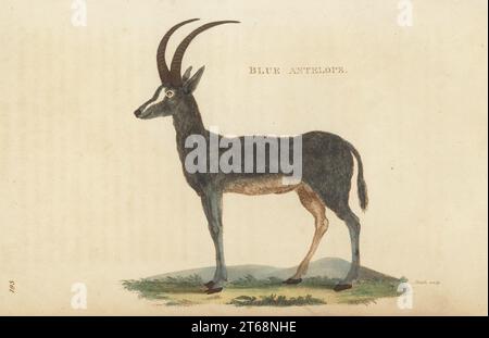 Bluebuck, Hippotragus leucophaeus, extinct. Blue antelope, Antilope ...