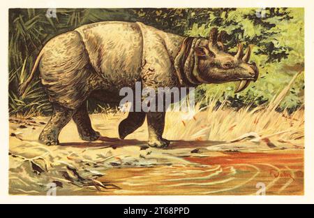 Uintatherium anceps, extinct herbivorous mammal of the Eocene. Beast of ...