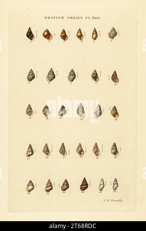 Minute sea shell varieties, Rissoa, Cingula, Assimina, etc. Handcoloured copperplate engraving ...