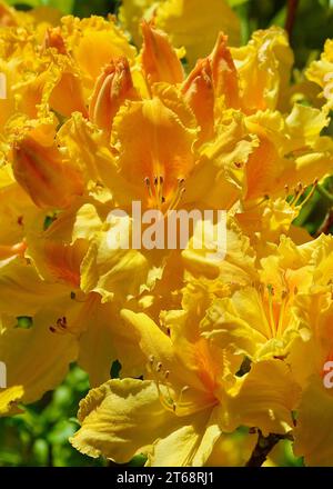 Vibrant yellow spring flowers of Azalea - Ericaceae - Rhododendron ...