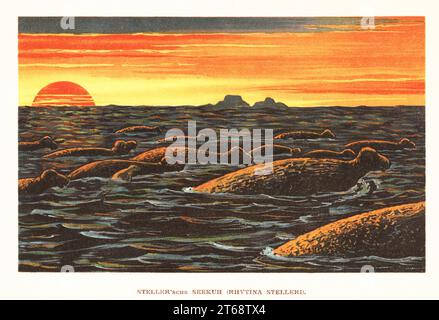 Steller's sea cow (Hydrodamalis gigas). Illustration and photo ...