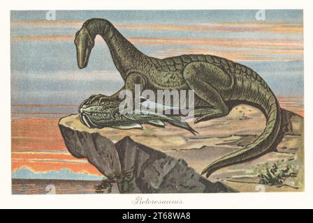 Reconstruction of a Protorosaurus speneri, lizard-like archosauromorph ...