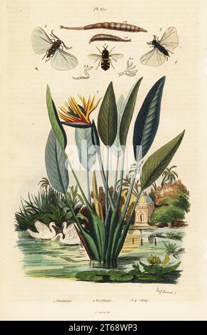 Stratiomys (soldierfly). Strelitzia (bird paradise flower). Stylops ...