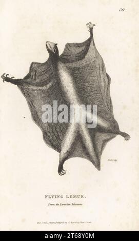 Philippine flying lemur, Philippine colugo, Cynocephalus volans ...